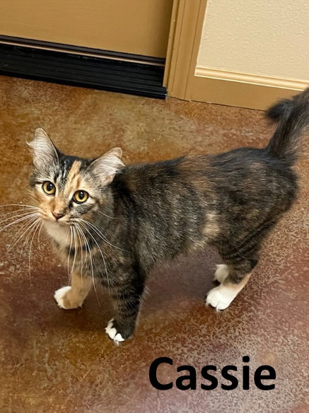 Cats for Adoption in Batesville, Arkansas | Alpha Paw