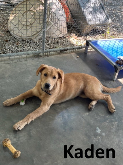 Dog for Adoption - Kaden, a Retriever in Batesville, AR | Alpha Paw