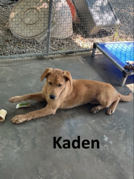 Dog for Adoption - Kaden, a Retriever in Batesville, AR | Alpha Paw