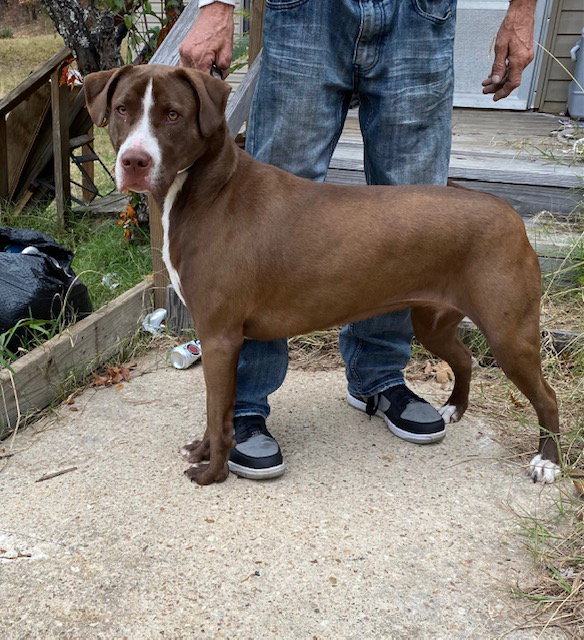 Dog for Adoption - Coco, a Chocolate Labrador Retriever in Sharp County ...