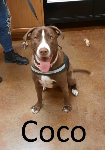 Dog for Adoption - Coco, a Chocolate Labrador Retriever in Sharp County ...