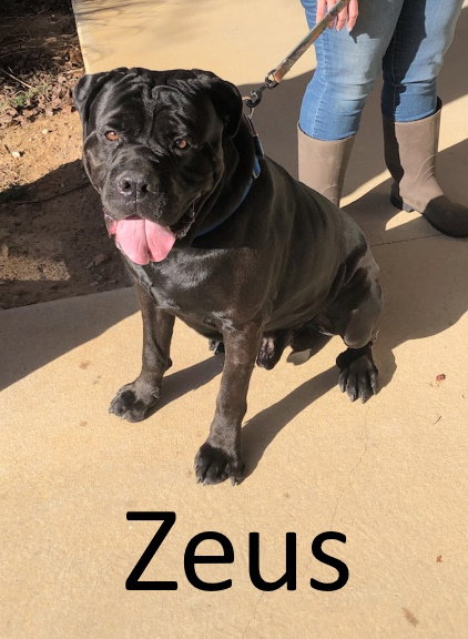 Dog for Adoption - Zeus, a Italian Mastiff in Batesville, AR | Alpha Paw