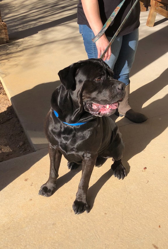 Dog for Adoption - Zeus, a Italian Mastiff in Batesville, AR | Alpha Paw