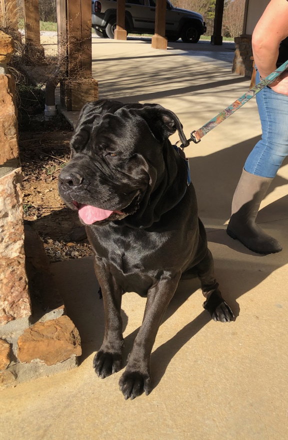 Dog for Adoption - Zeus, a Italian Mastiff in Batesville, AR | Alpha Paw