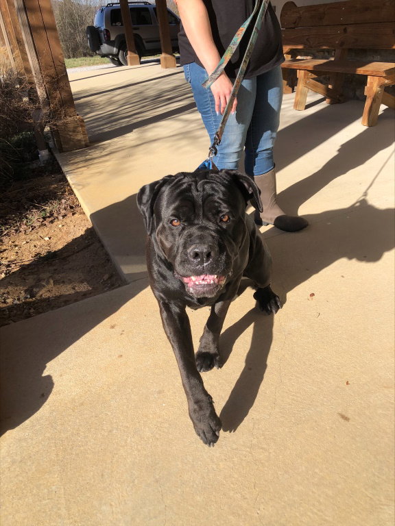 Dog for Adoption - Zeus, a Italian Mastiff in Batesville, AR | Alpha Paw