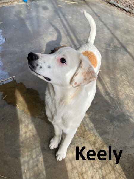 Dog for Adoption - Keely, a Great Pyrenees in Sharp County, AR | Alpha Paw