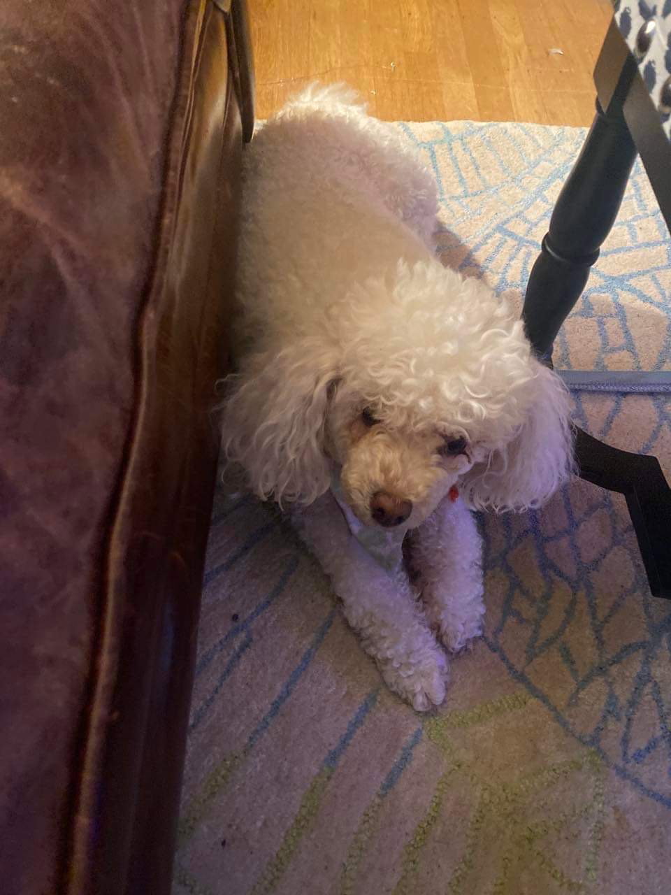Dog for Adoption - Abby, a Poodle (Miniature) in Oroville, WA | Alpha Paw
