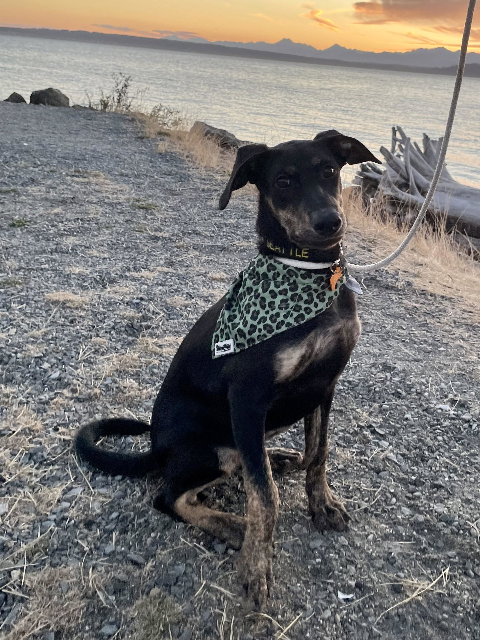 Dog for Adoption - Matilda, a Doberman Pinscher in Oak Harbor, WA ...