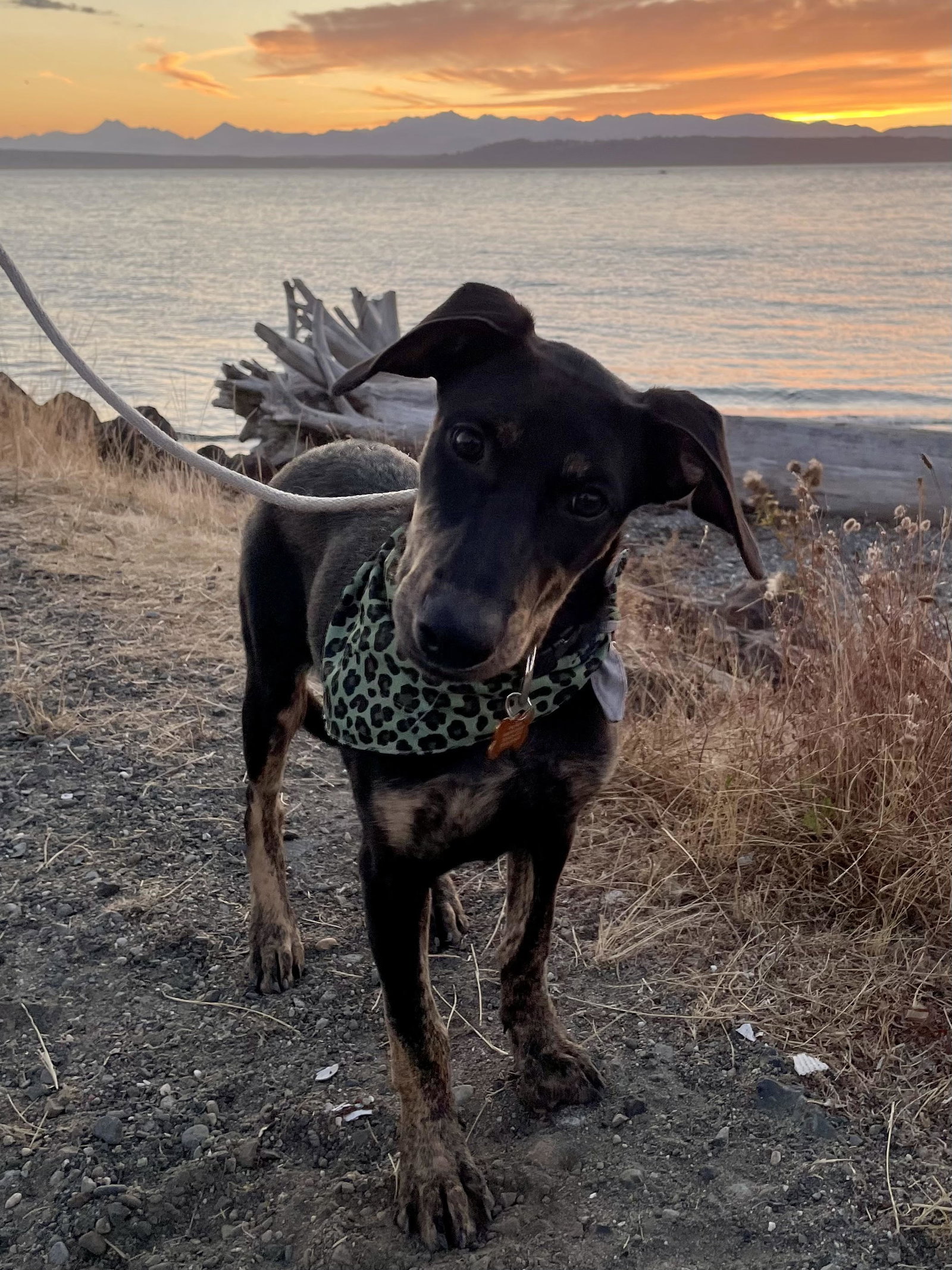 Dog for Adoption - Matilda, a Doberman Pinscher in Oak Harbor, WA ...