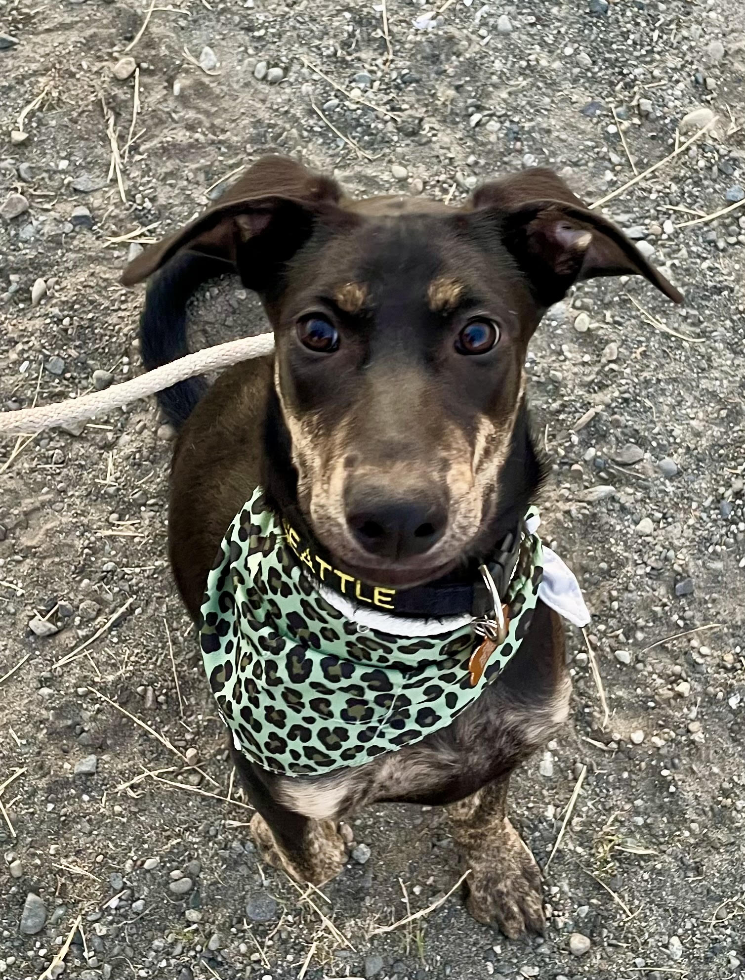 Dog for Adoption - Matilda, a Doberman Pinscher in Oak Harbor, WA ...