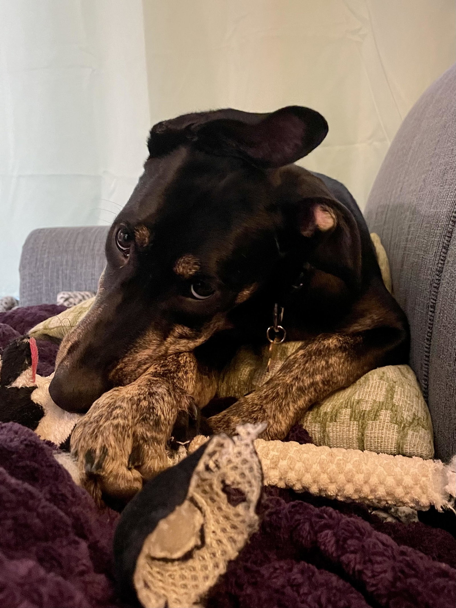 Dog for Adoption - Matilda, a Doberman Pinscher in Oak Harbor, WA ...
