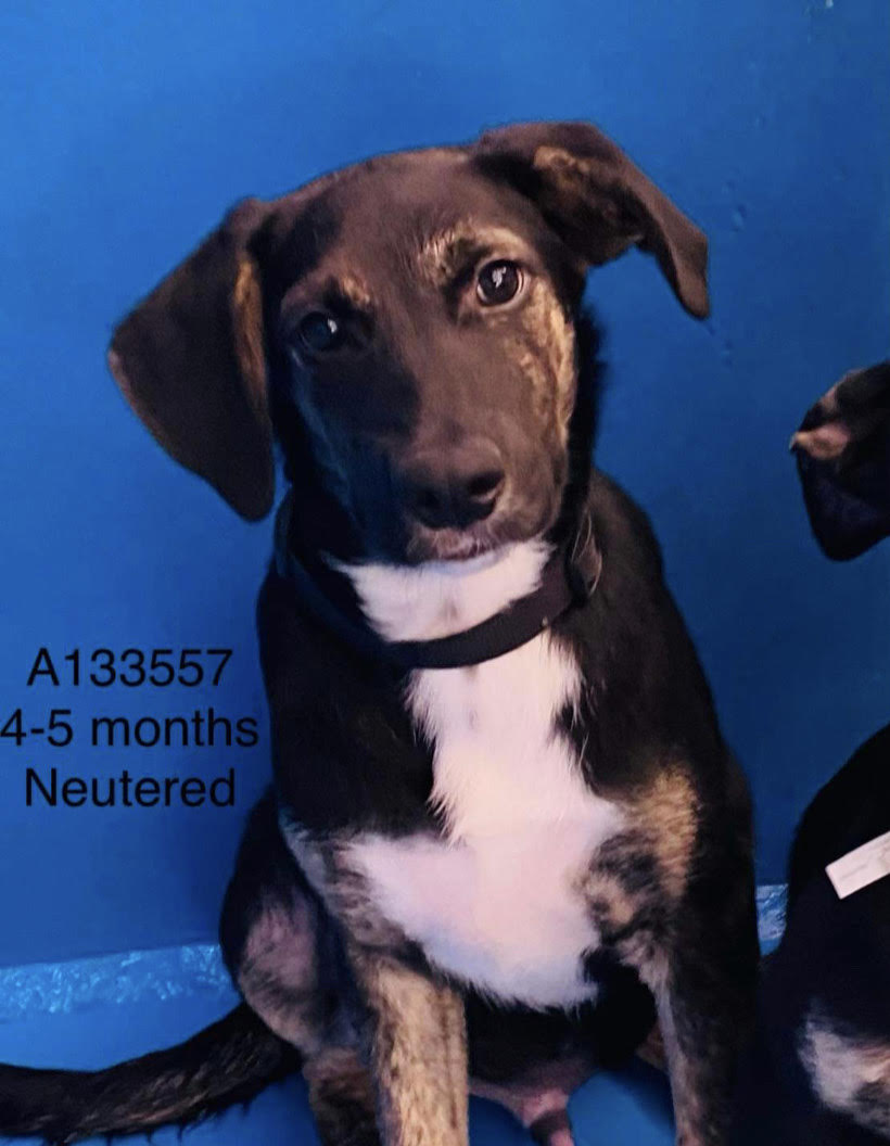 Dog for Adoption - Ricky, a Doberman Pinscher in Oak Harbor, WA | Alpha Paw