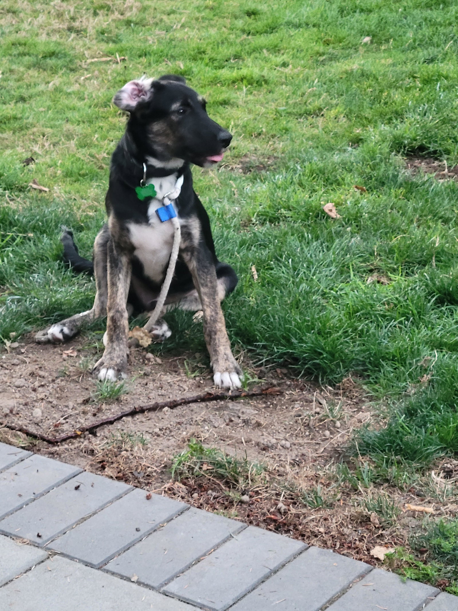 Dog for Adoption - Ricky, a Doberman Pinscher in Oak Harbor, WA | Alpha Paw