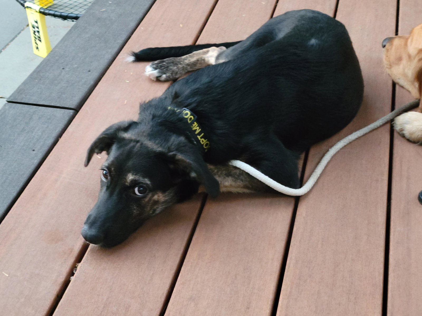 Dog for Adoption - Ricky, a Doberman Pinscher in Oak Harbor, WA | Alpha Paw