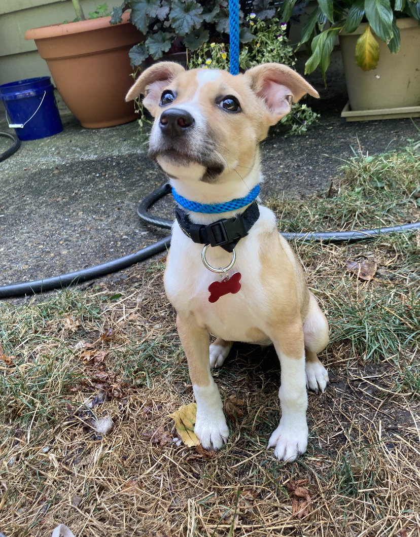 Dog for Adoption - Foxy Roxy, a Yellow Labrador Retriever in Oak Harbor ...