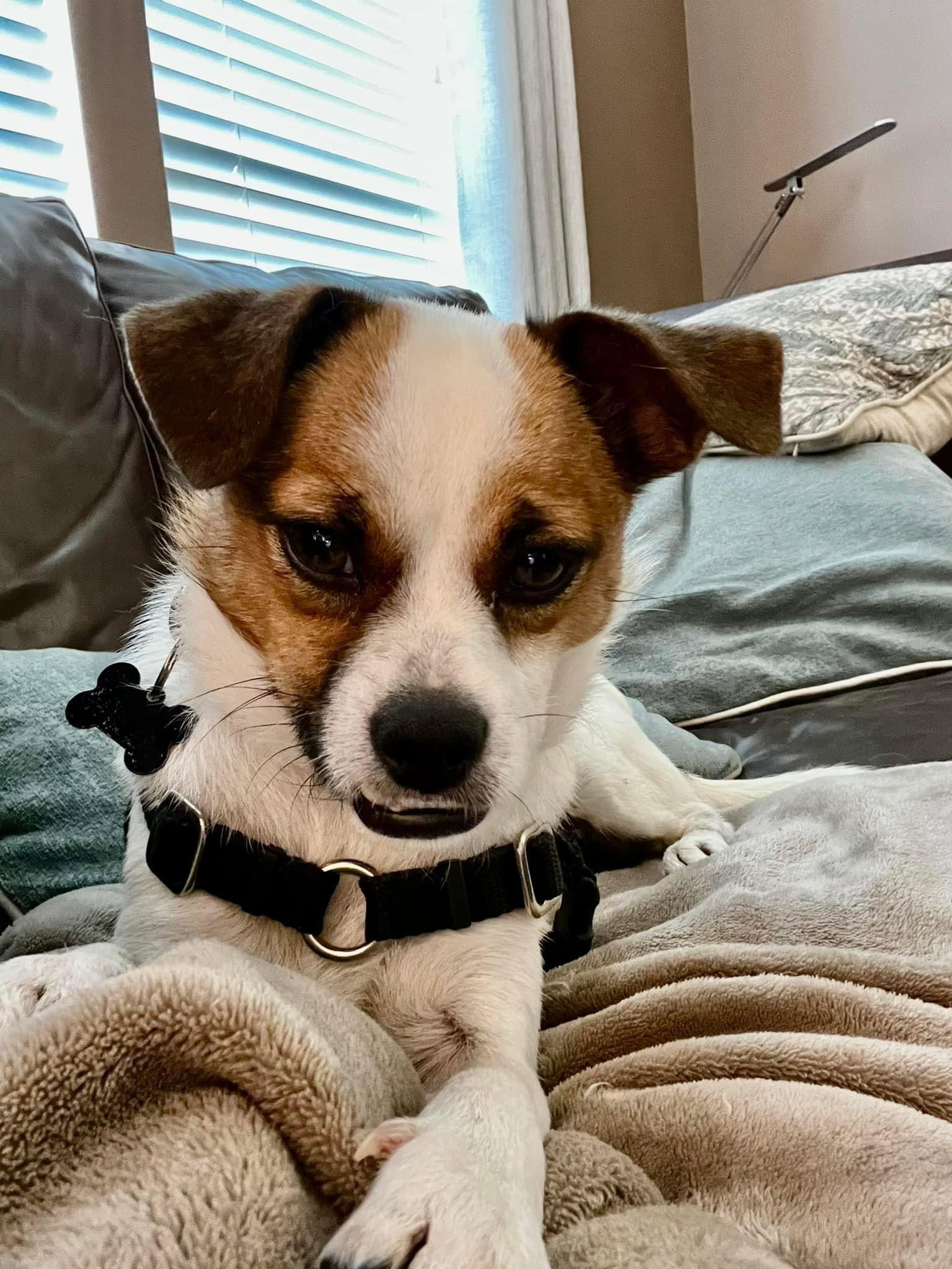 Dog for Adoption - Shimmer, a Beagle in Tacoma, WA | Alpha Paw