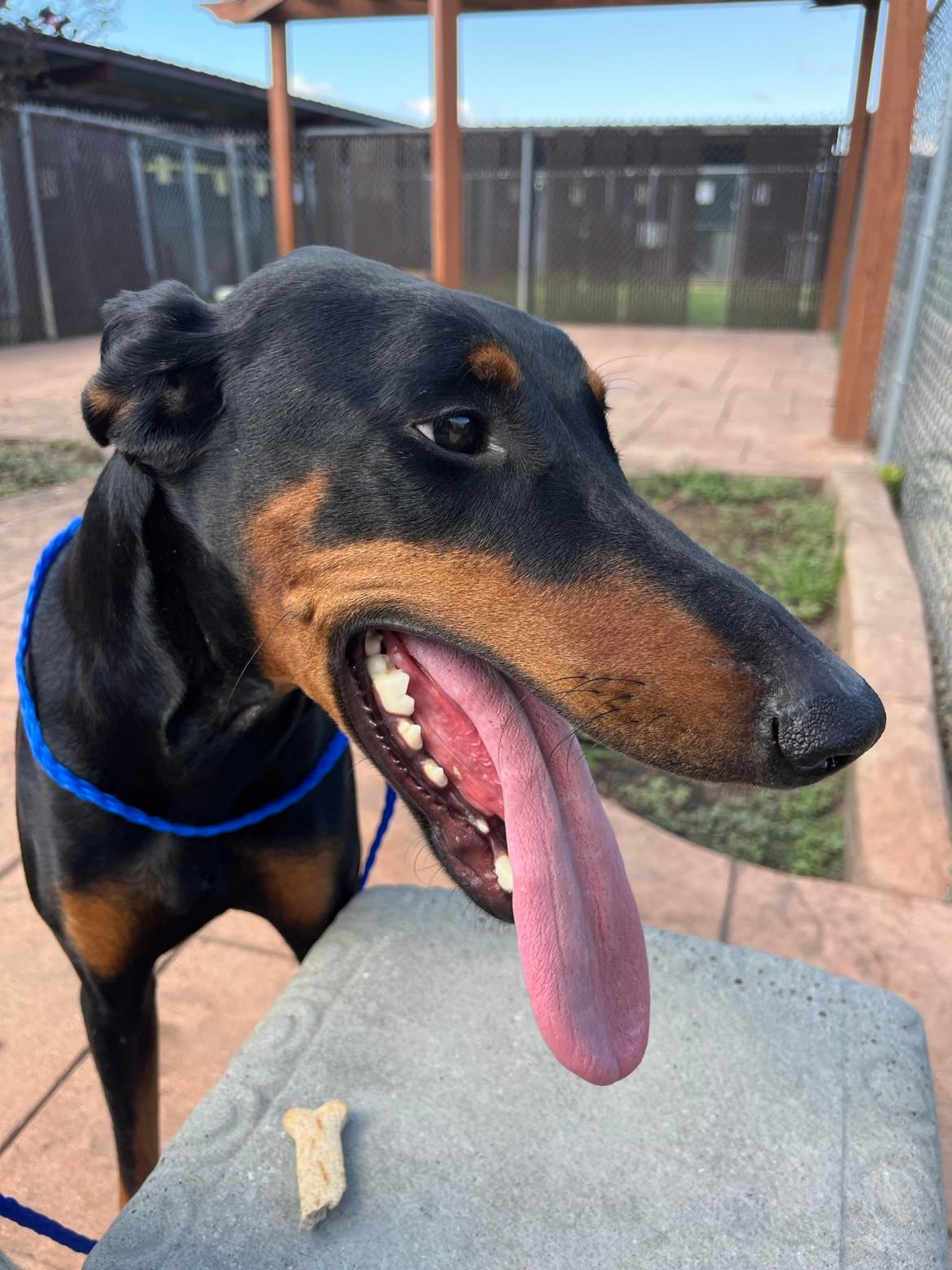 Dog for Adoption - Emma, a Doberman Pinscher in Oak Harbor, WA | Alpha Paw