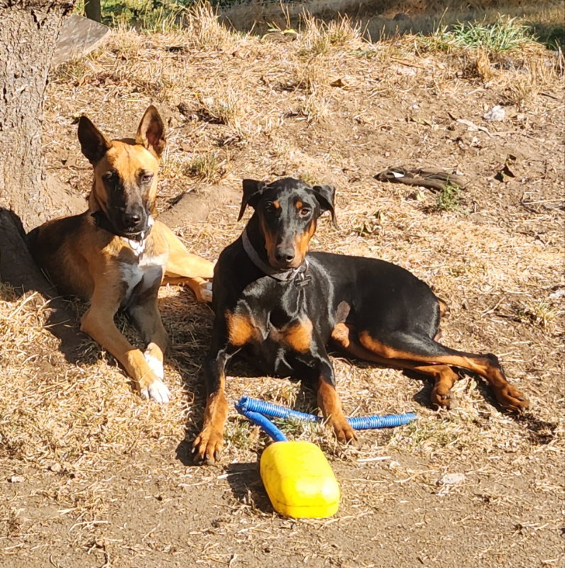 Dog for Adoption - Emma, a Doberman Pinscher in Oak Harbor, WA | Alpha Paw