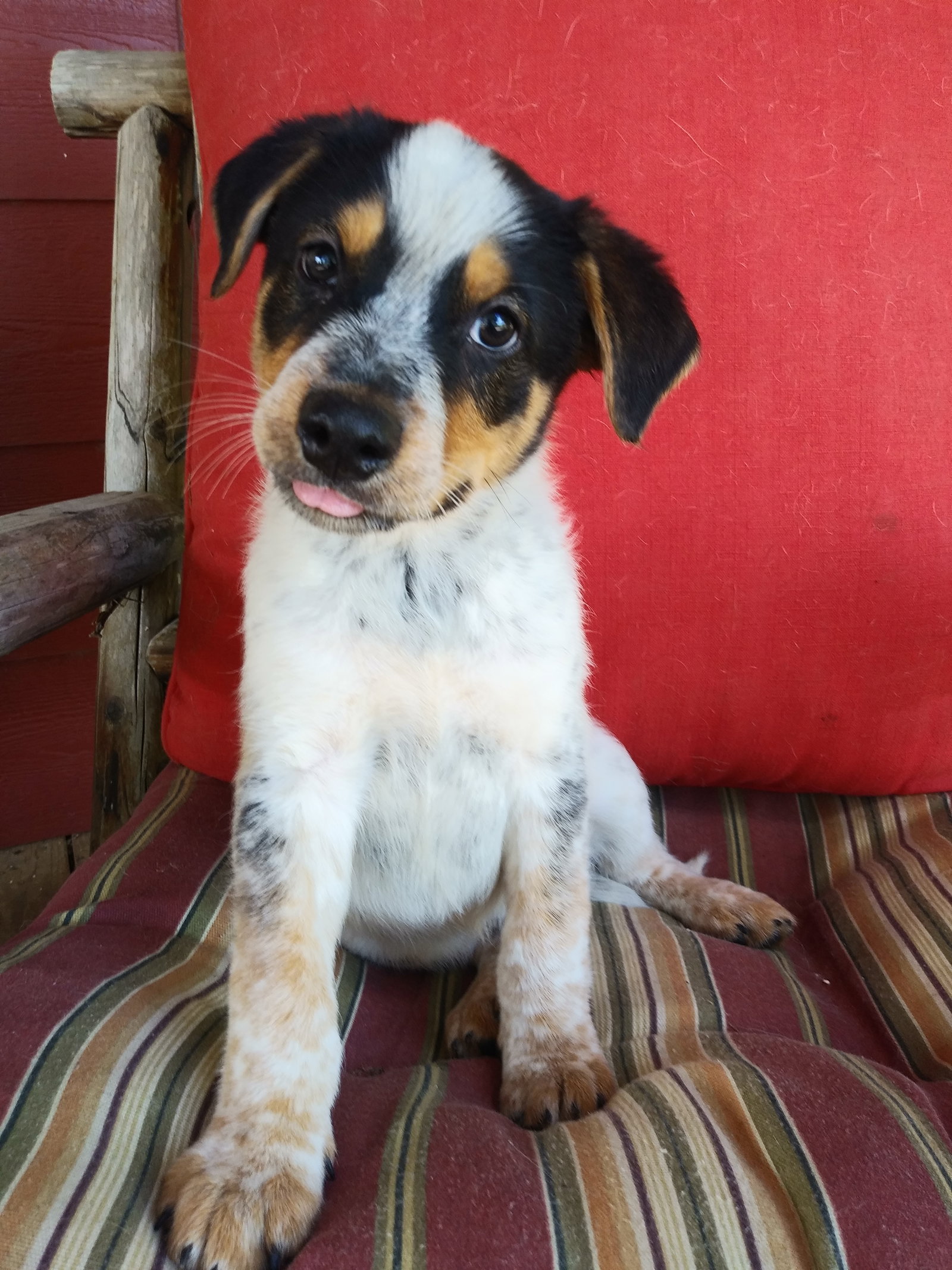 Dog for Adoption - Roy Rogers, a Australian Cattle Dog/Blue Heeler in ...