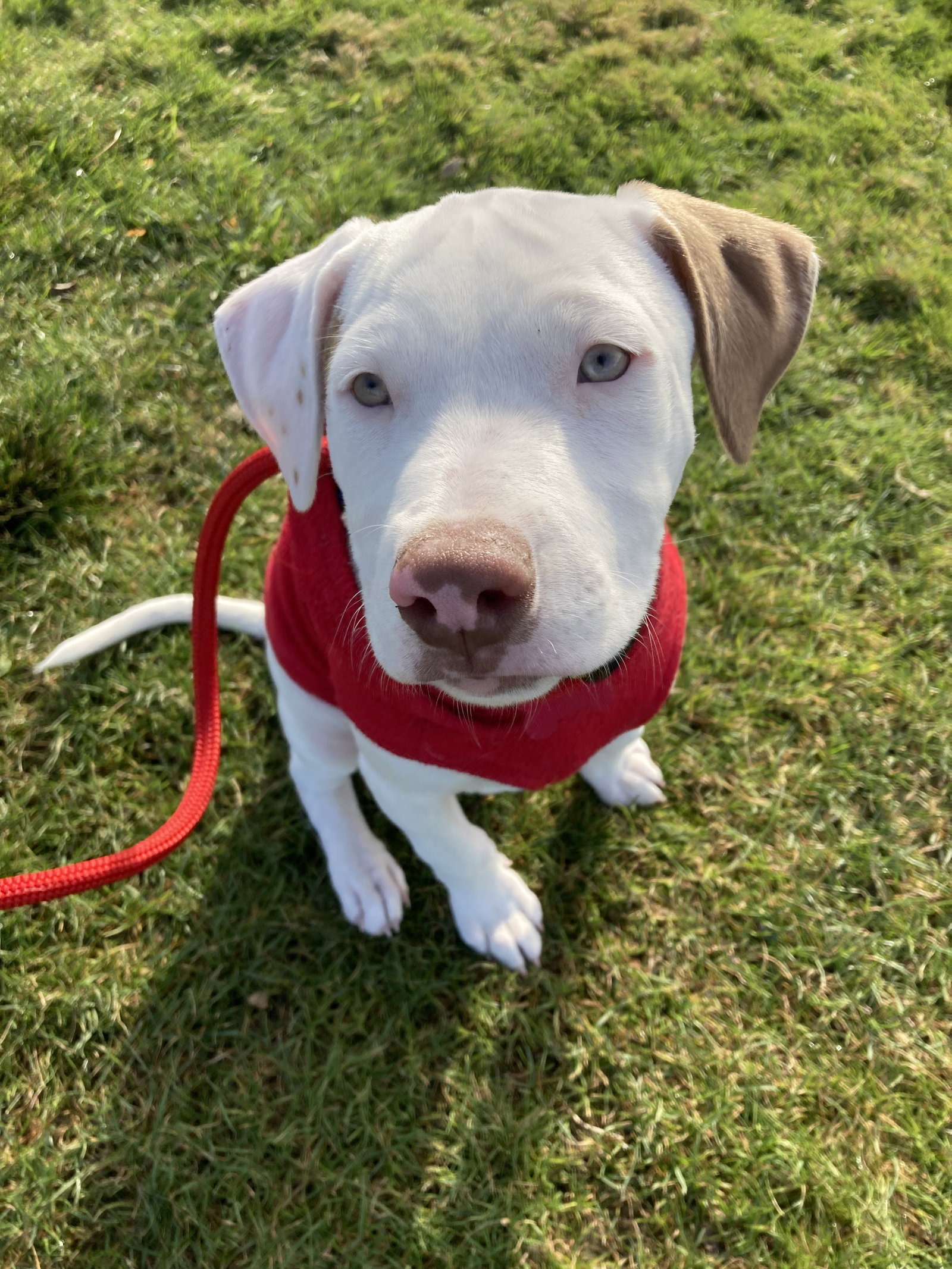 Dog for Adoption - Acorn, a Terrier in Sequim, WA | Alpha Paw