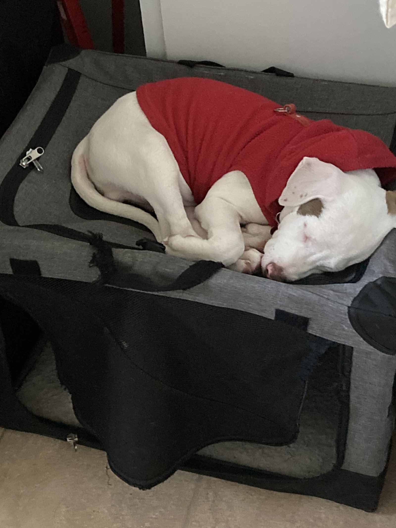 Dog for Adoption - Acorn, a Terrier in Sequim, WA | Alpha Paw