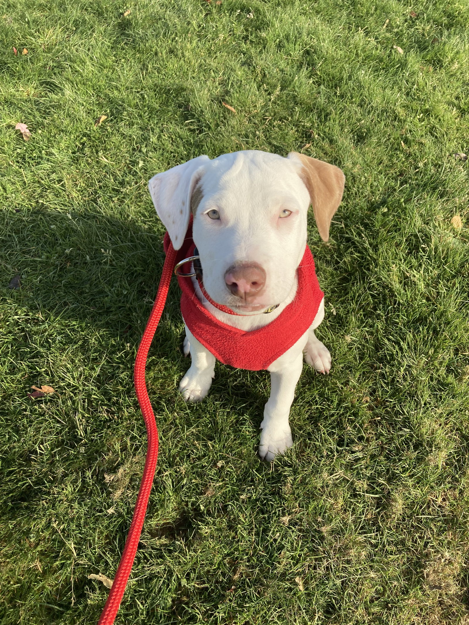 Dog for Adoption - Acorn, a Terrier in Sequim, WA | Alpha Paw