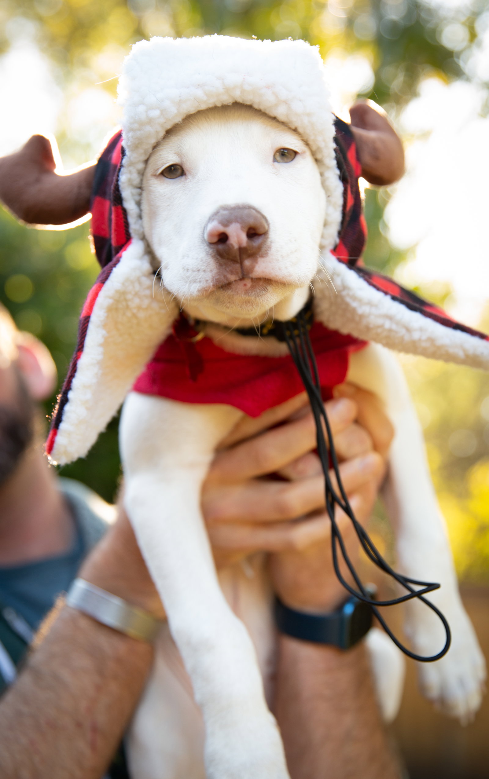 Dog for Adoption - Acorn, a Terrier in Sequim, WA | Alpha Paw