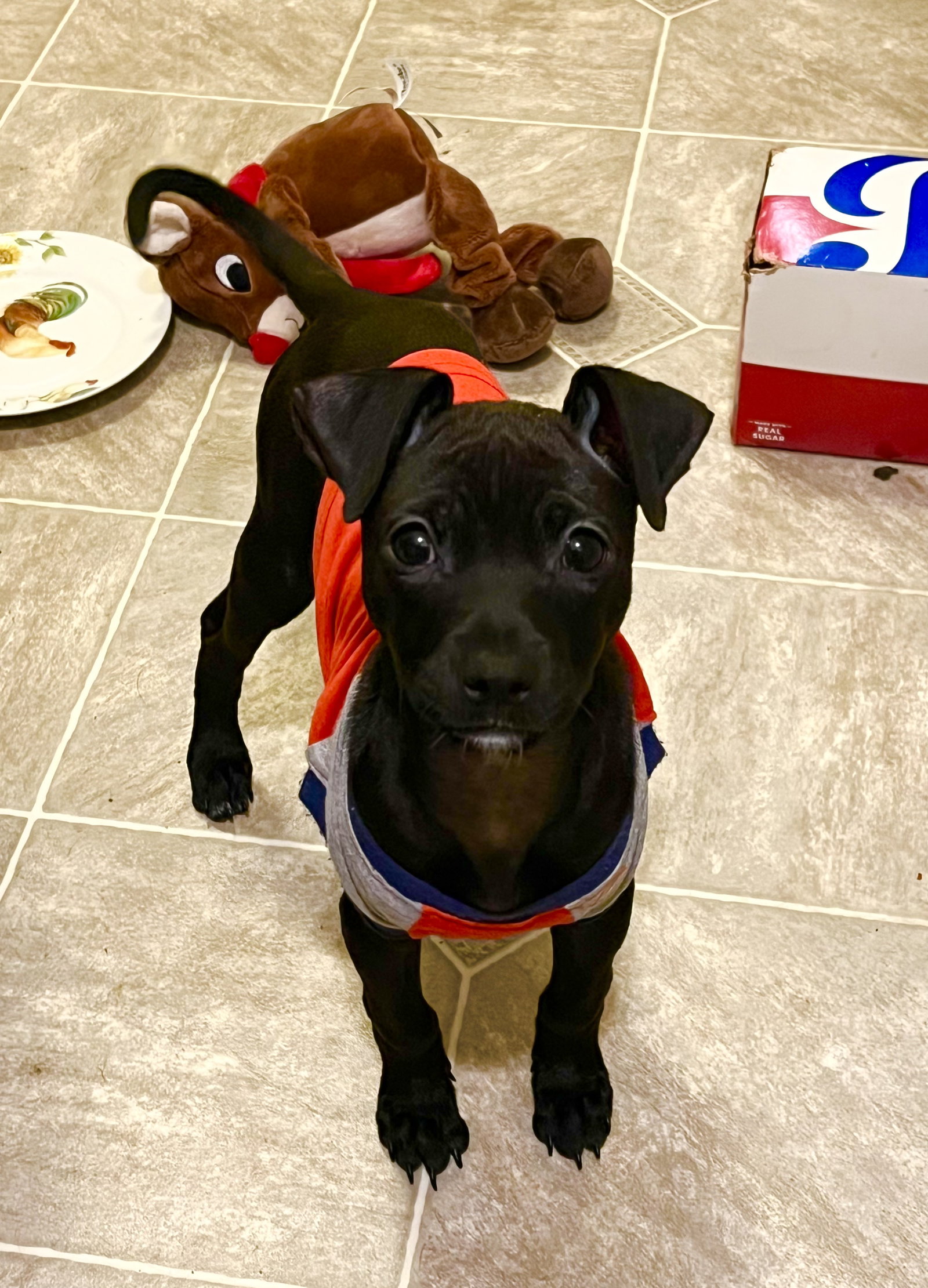 Dog for Adoption - Kristoff (Kris), a Chihuahua in Machias, WA | Alpha Paw