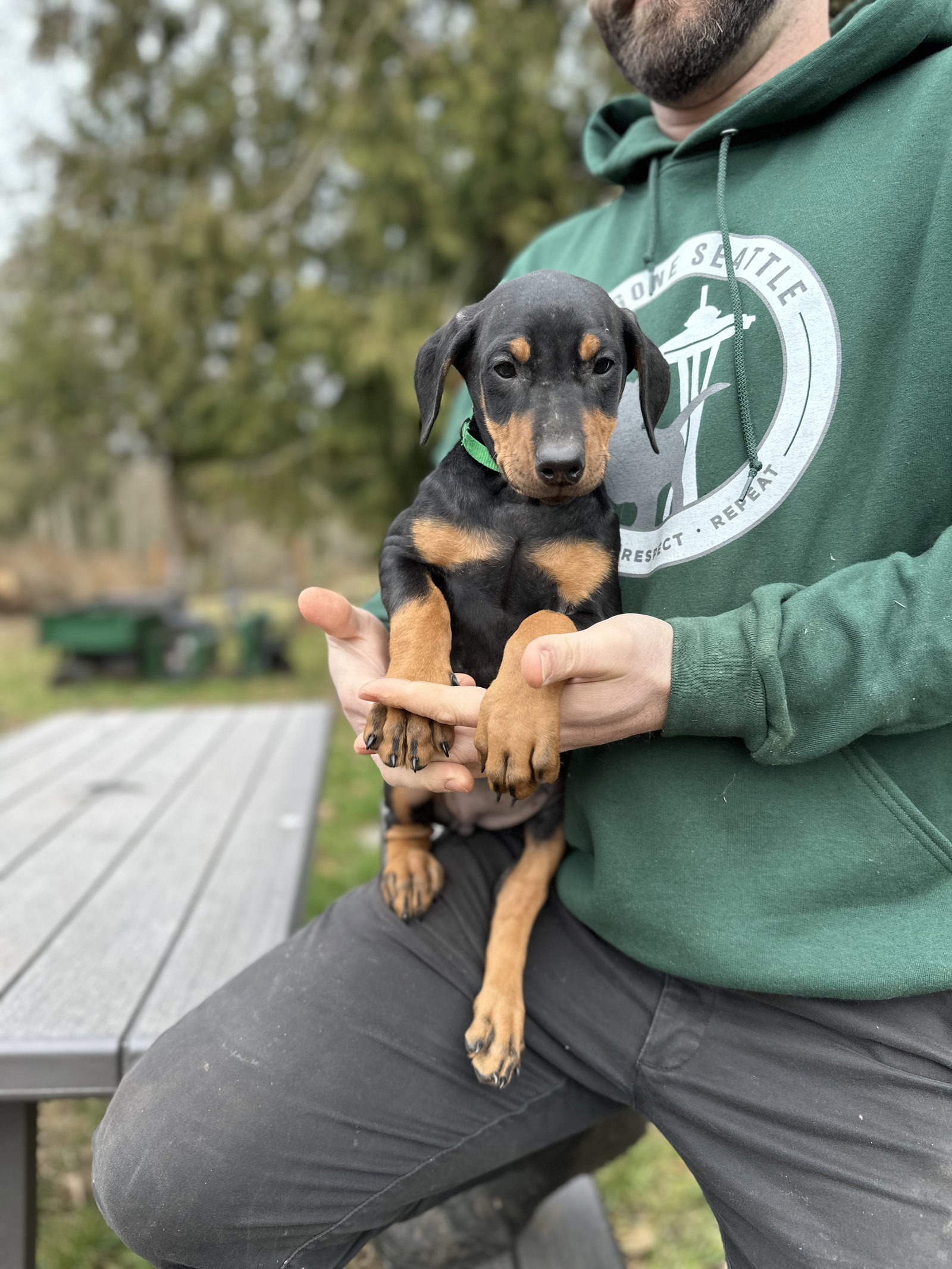 Dog for Adoption - Donner, a Doberman Pinscher in Arlington, WA | Alpha Paw