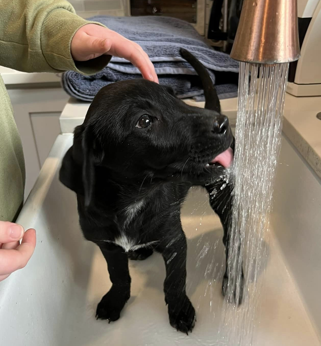 Dog for Adoption - Coconut, a Labrador Retriever in Mount Vernon, WA ...
