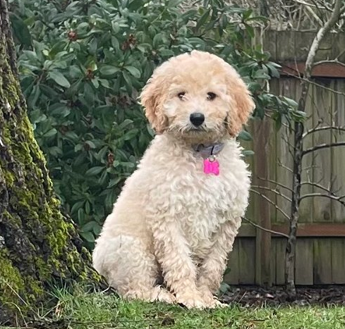 Dog for Adoption - Leo, a Poodle (Standard) in Monroe, WA | Alpha Paw