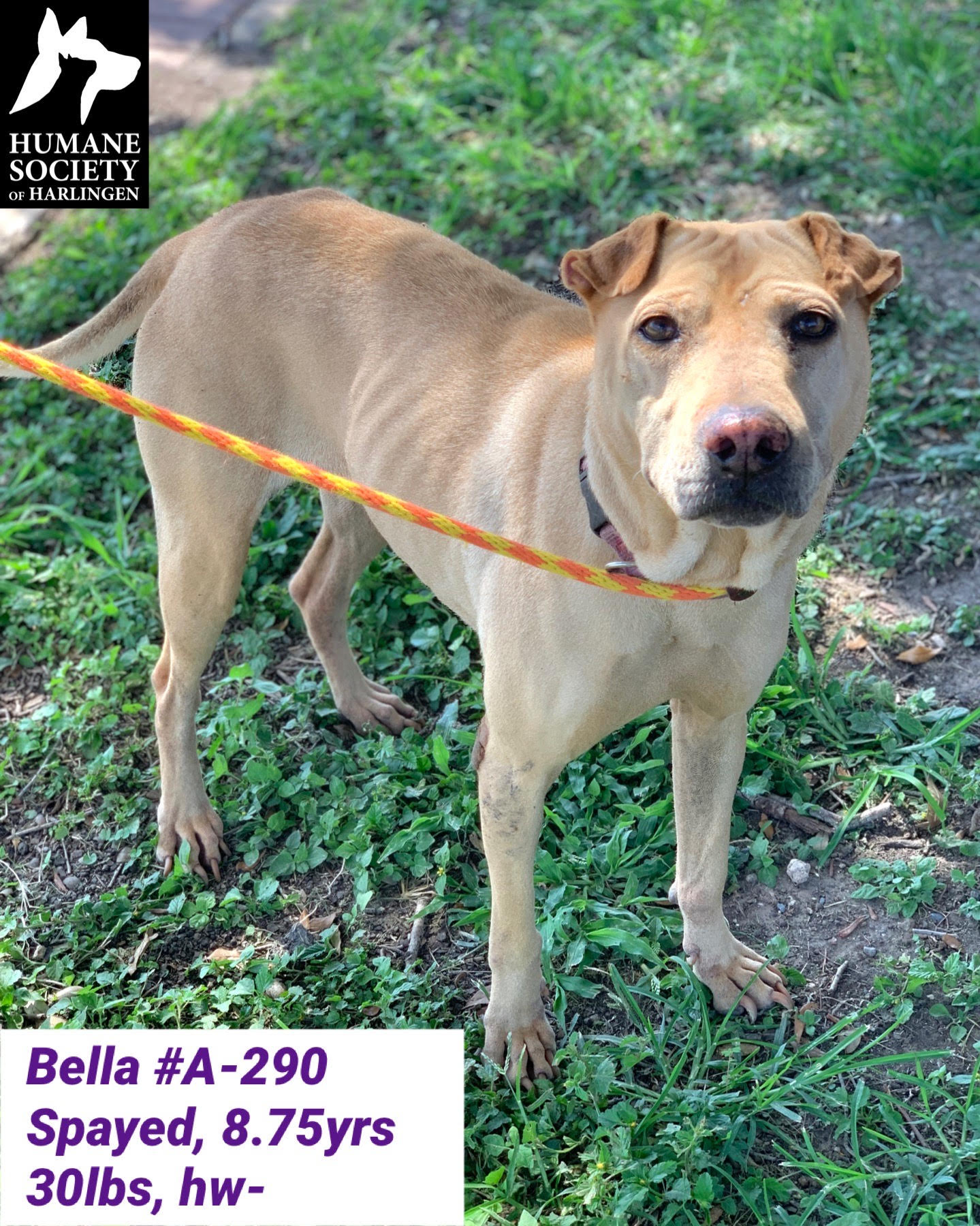 Dog for Adoption - Bella Bae, a Shar Pei in Ault Field, WA | Alpha Paw