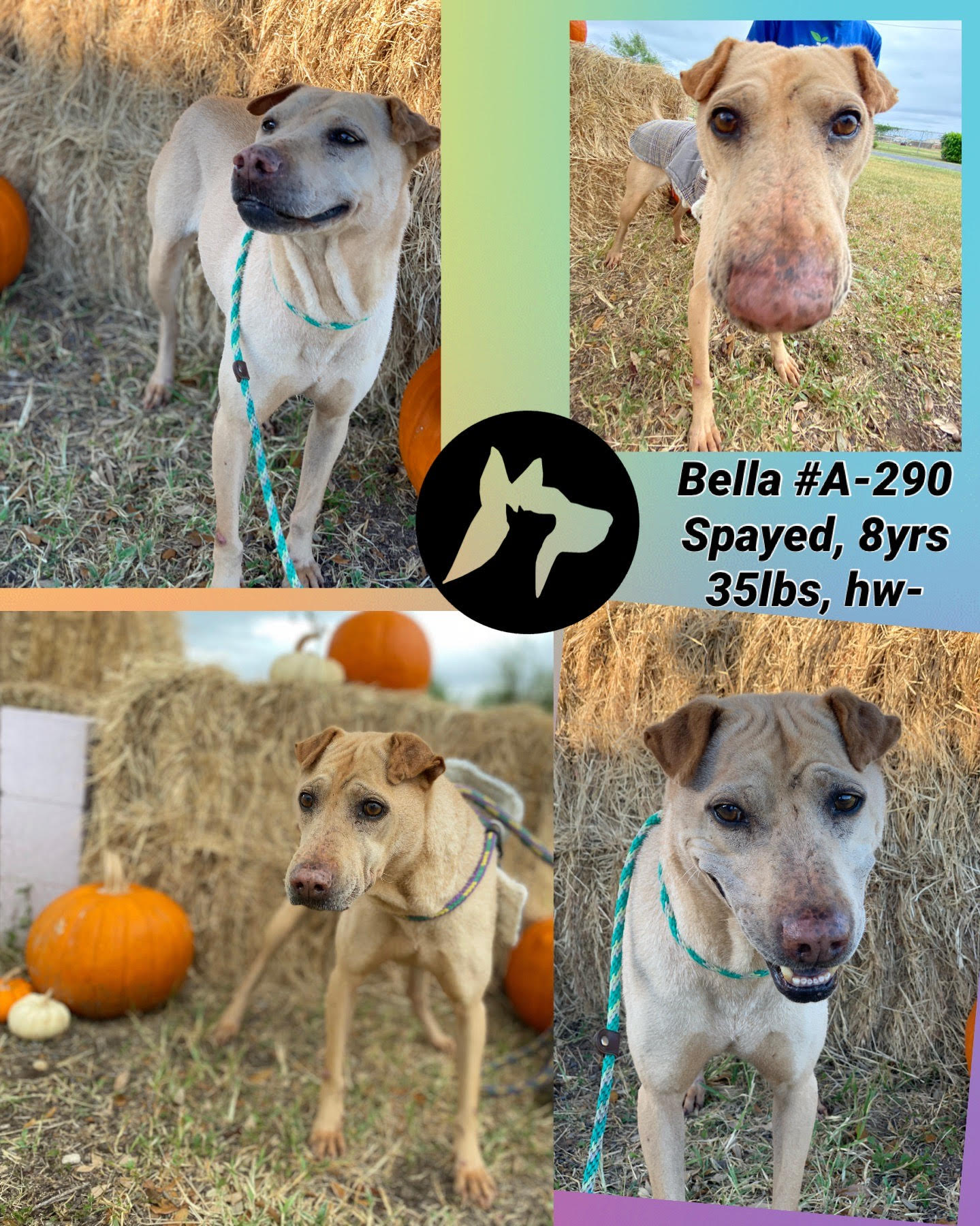 Dog for Adoption - Bella Bae, a Shar Pei in Ault Field, WA | Alpha Paw