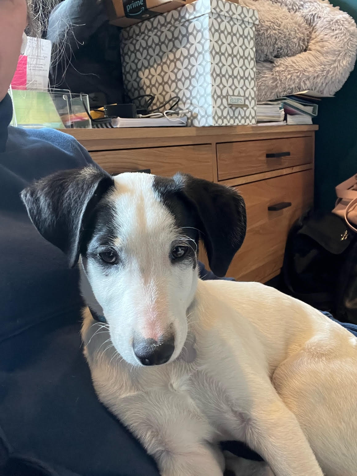 Dog for Adoption - * Snoopy - Adoption Pending, a Terrier in Ault Field ...
