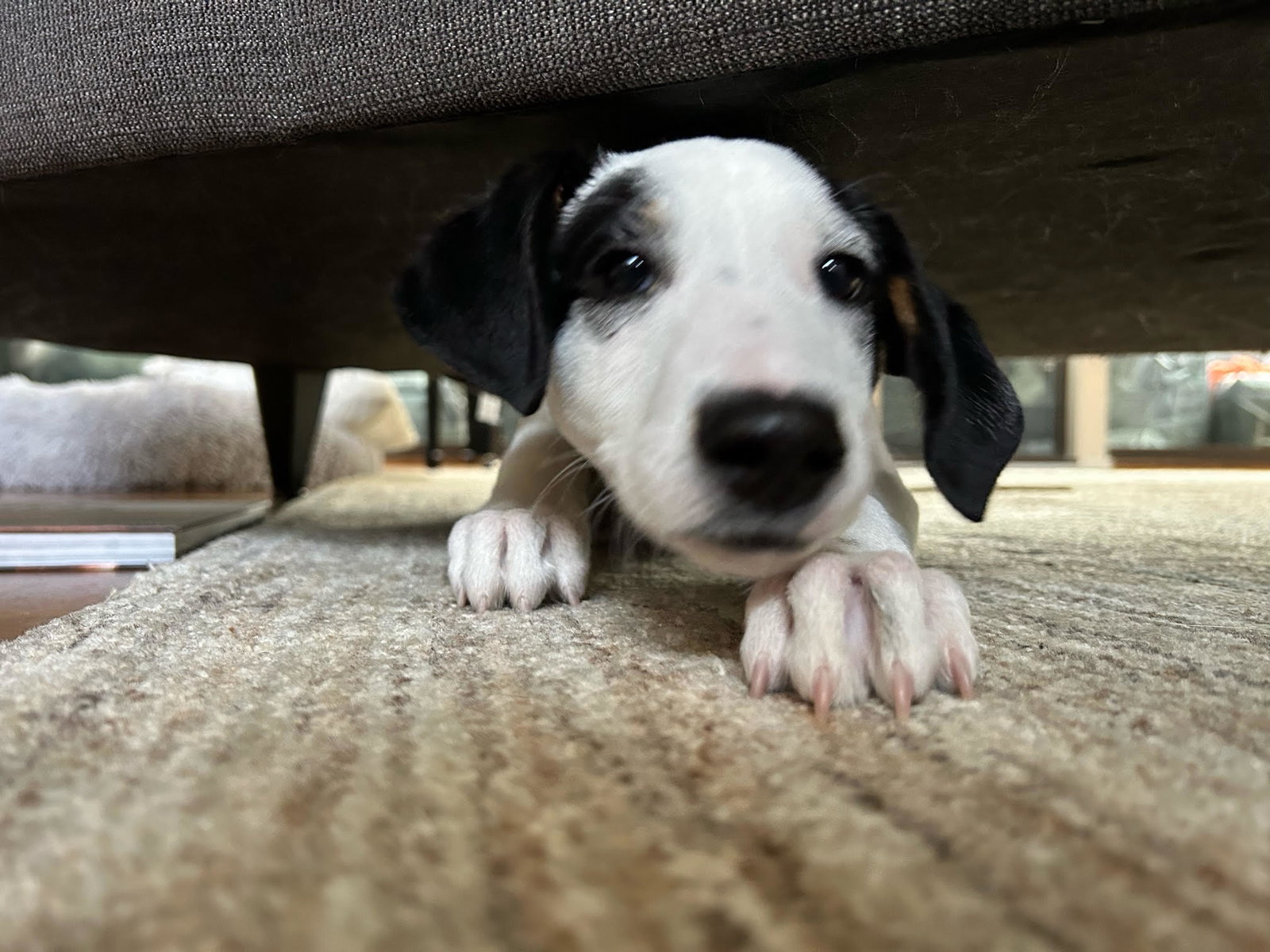 Dog for Adoption - * Snoopy - Adoption Pending, a Terrier in Ault Field ...
