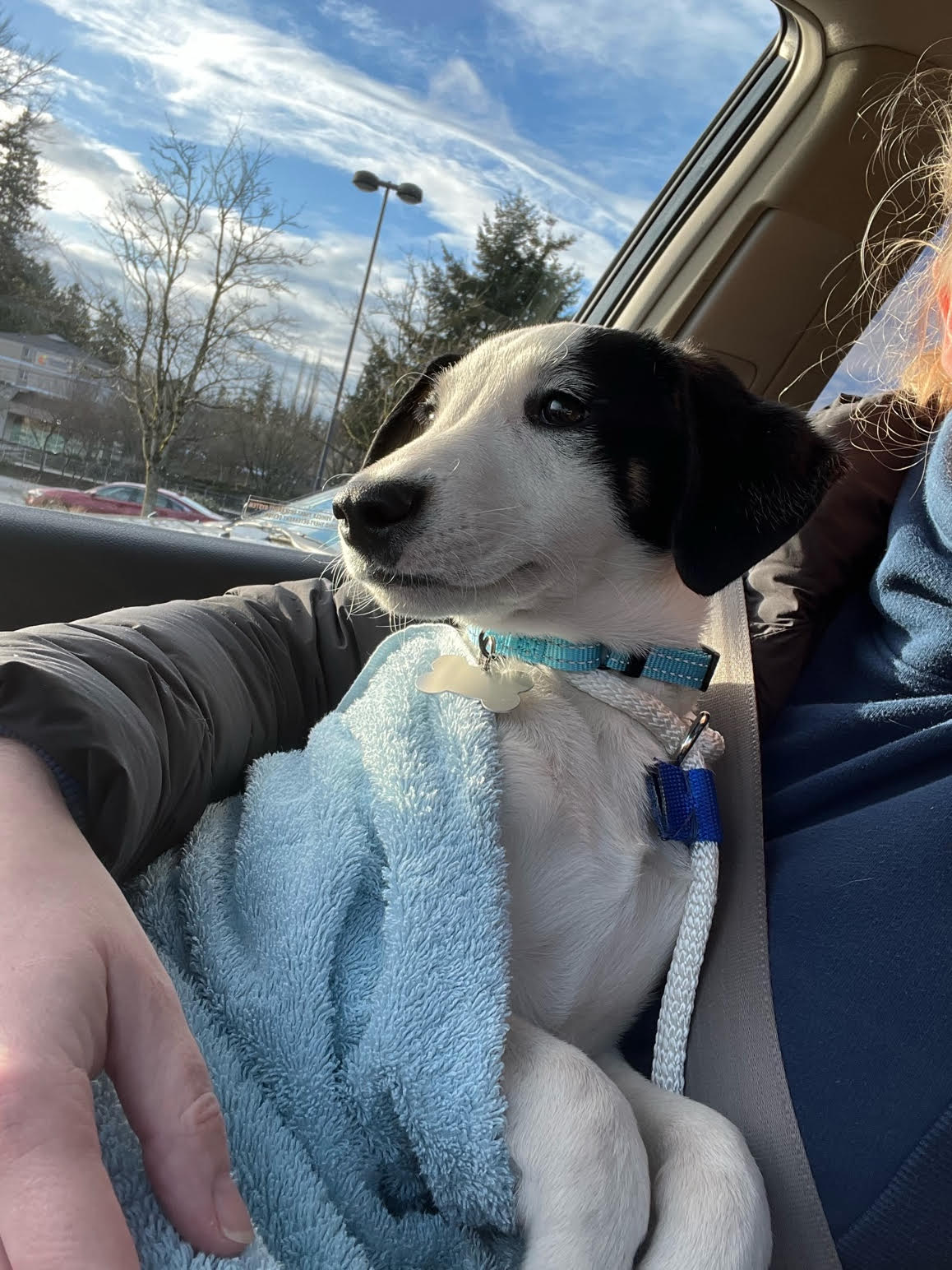Dog for Adoption - * Snoopy - Adoption Pending, a Terrier in Ault Field ...