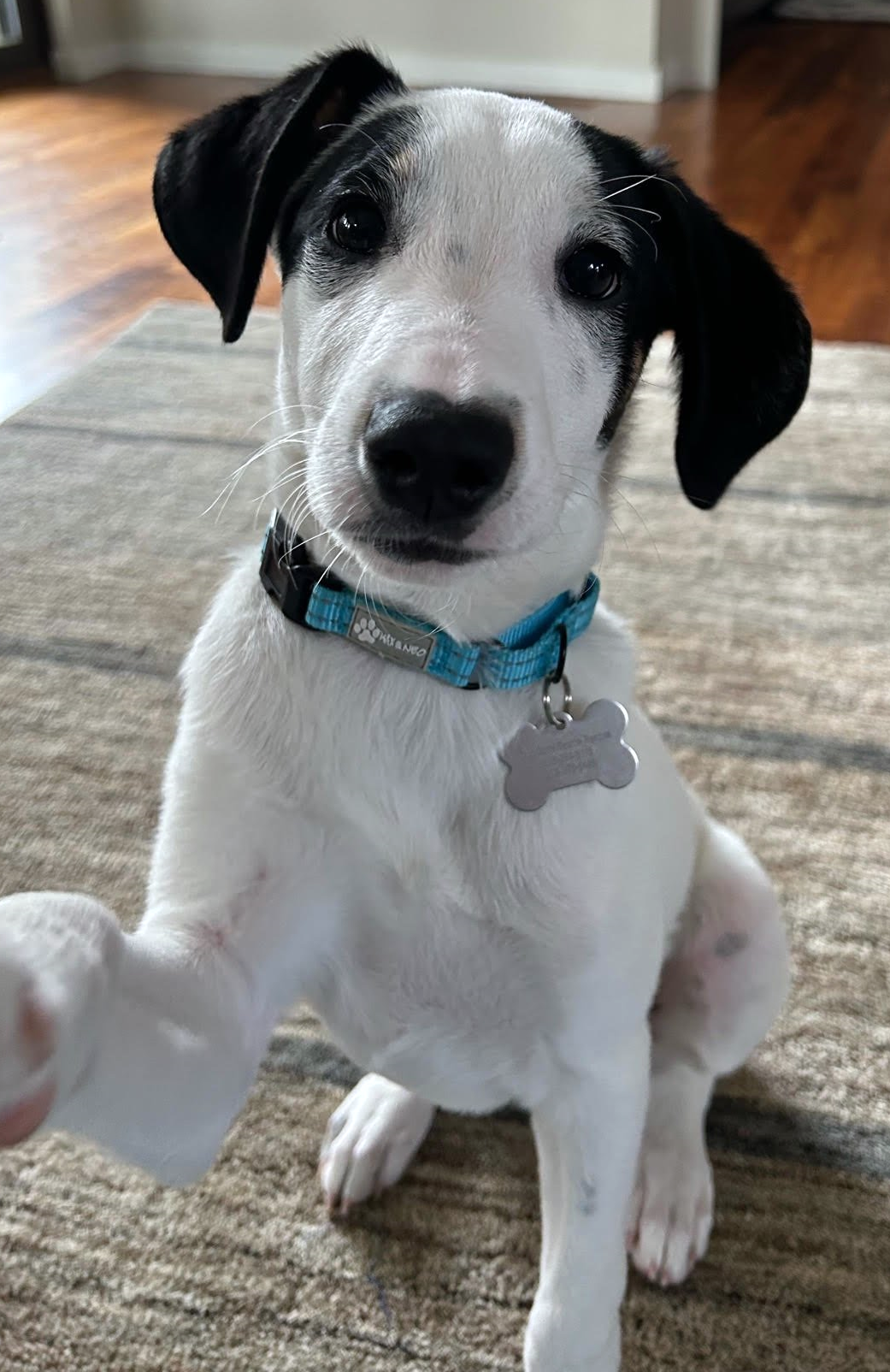 Dog for Adoption - * Snoopy - Adoption Pending, a Terrier in Ault Field ...