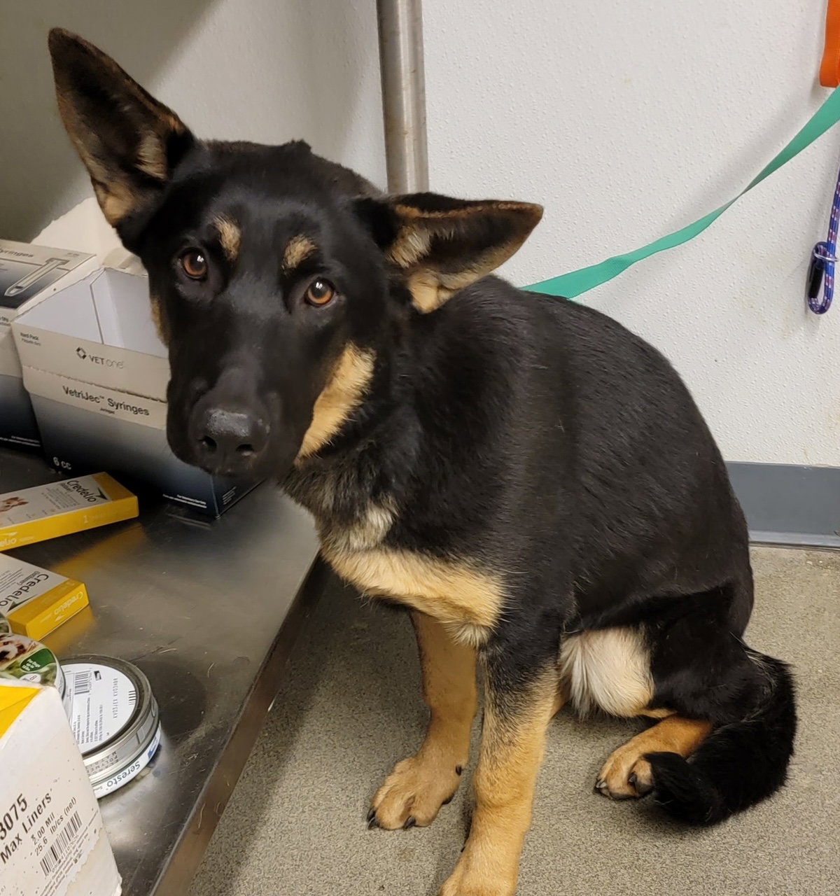 Dog for Adoption - Dancer, a Australian Kelpie in Gold Bar, WA | Alpha Paw