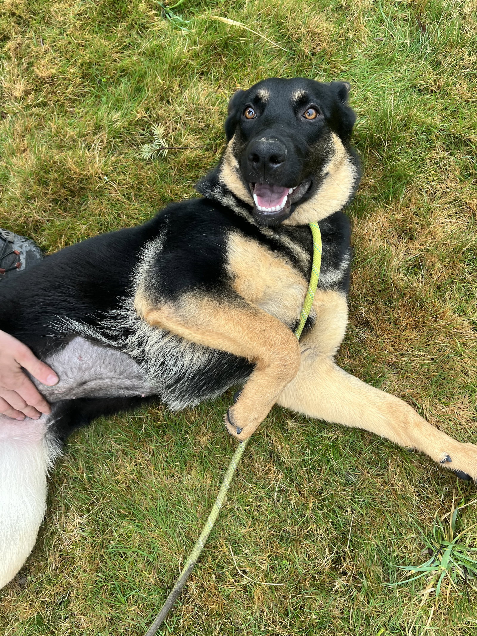 Dog for Adoption - Dancer, a Australian Kelpie in Ault Field, WA ...
