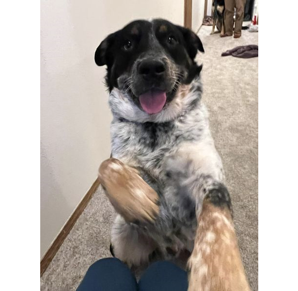 Dog for Adoption - Waylon, a Australian Cattle Dog/Blue Heeler in ...