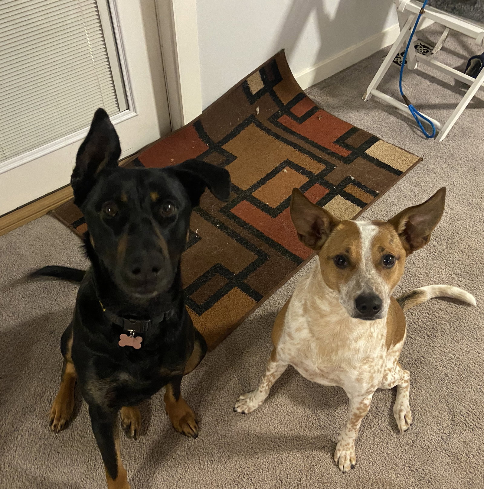 Dog for Adoption - Demi, a Doberman Pinscher in Sequim, WA | Alpha Paw