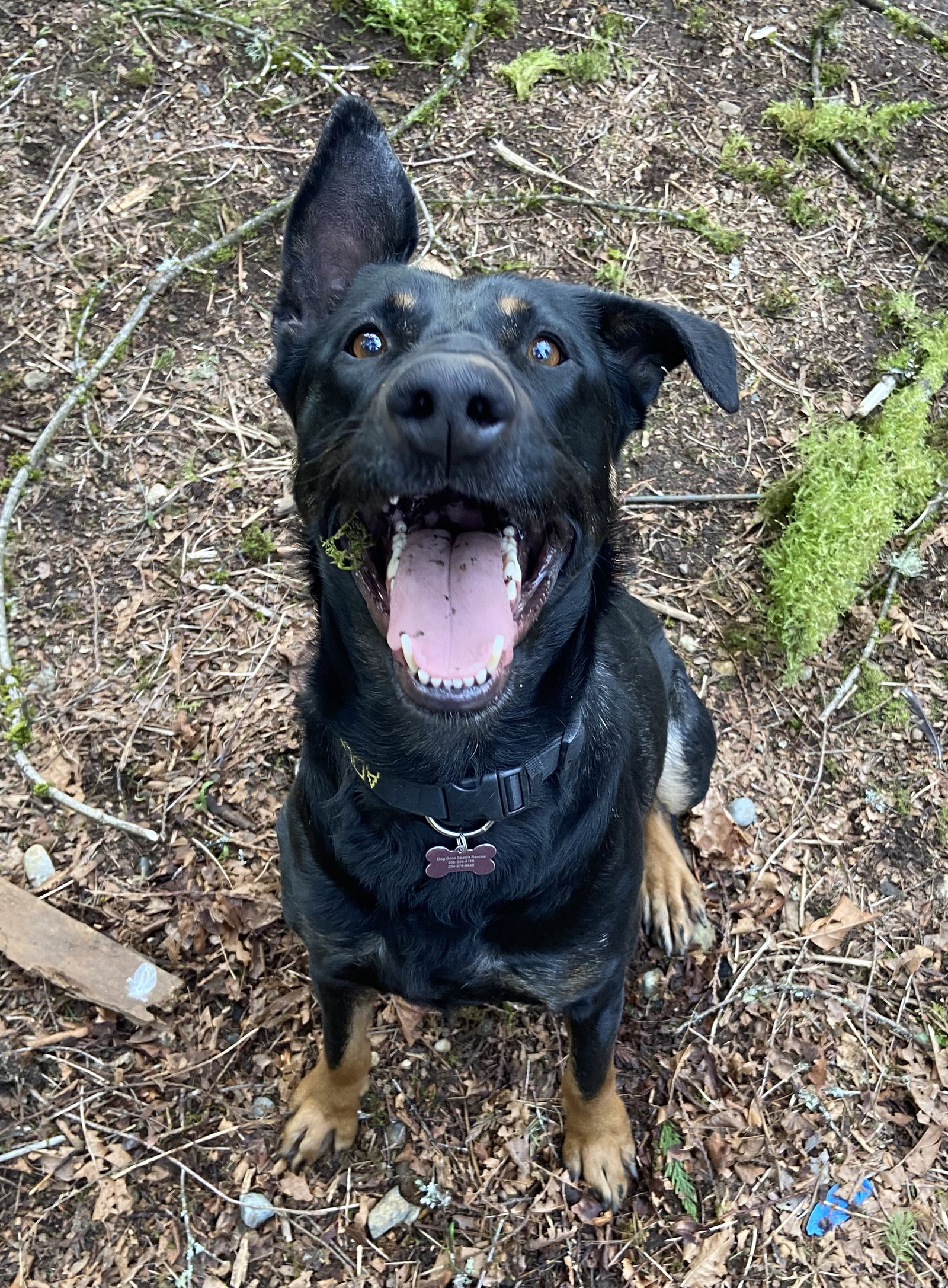 Dog for Adoption - Demi, a Doberman Pinscher in Sequim, WA | Alpha Paw