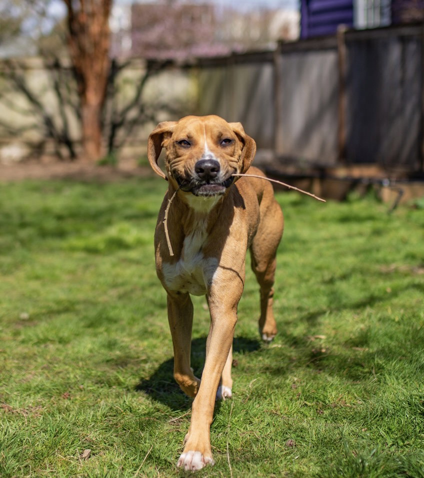 Dog for Adoption - Lexi, a Labrador Retriever in Sequim, WA | Alpha Paw