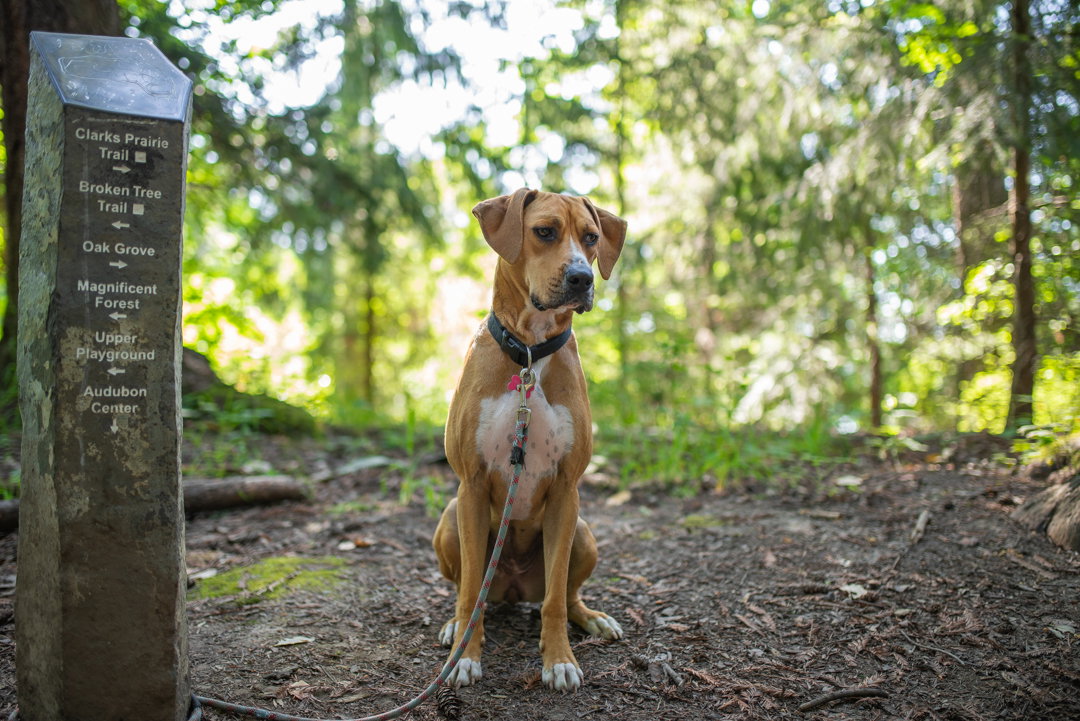 Dog for Adoption - Lexi, a Labrador Retriever in Sequim, WA | Alpha Paw