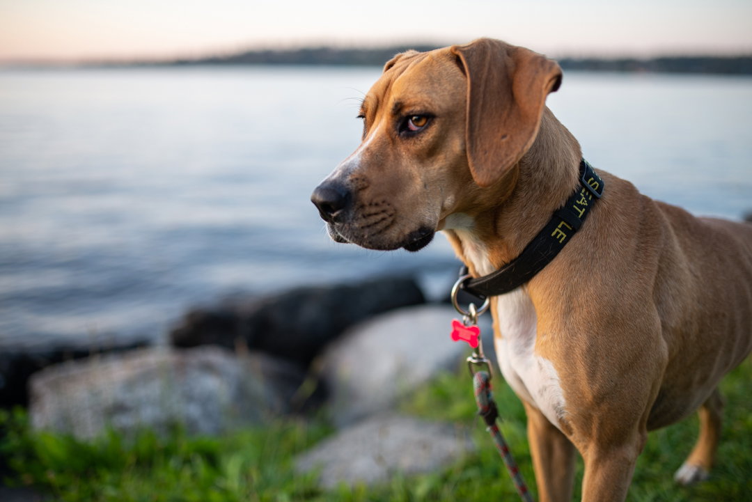 Dog for Adoption - Lexi, a Labrador Retriever in Sequim, WA | Alpha Paw