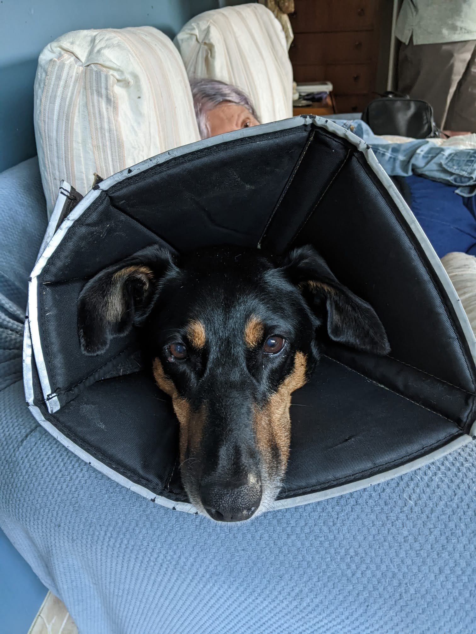 Dog for Adoption - Chloe, a Doberman Pinscher in Monroe North, WA ...