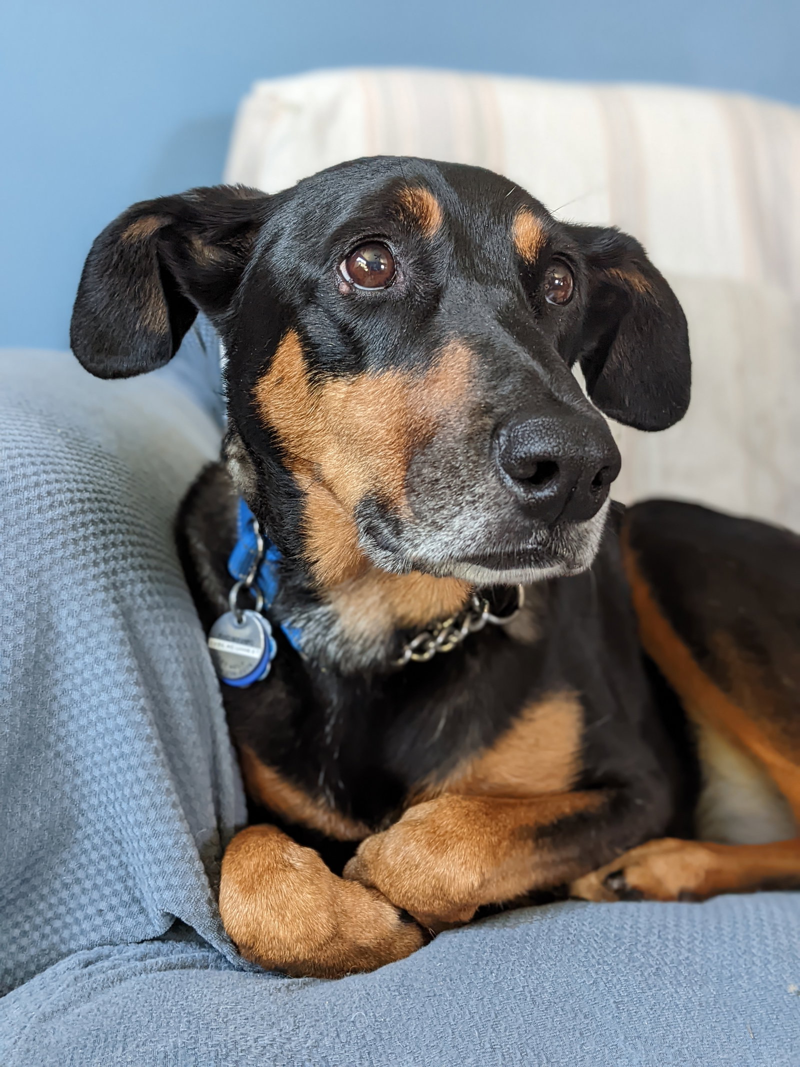 Dog for Adoption - Chloe, a Doberman Pinscher in Monroe North, WA ...