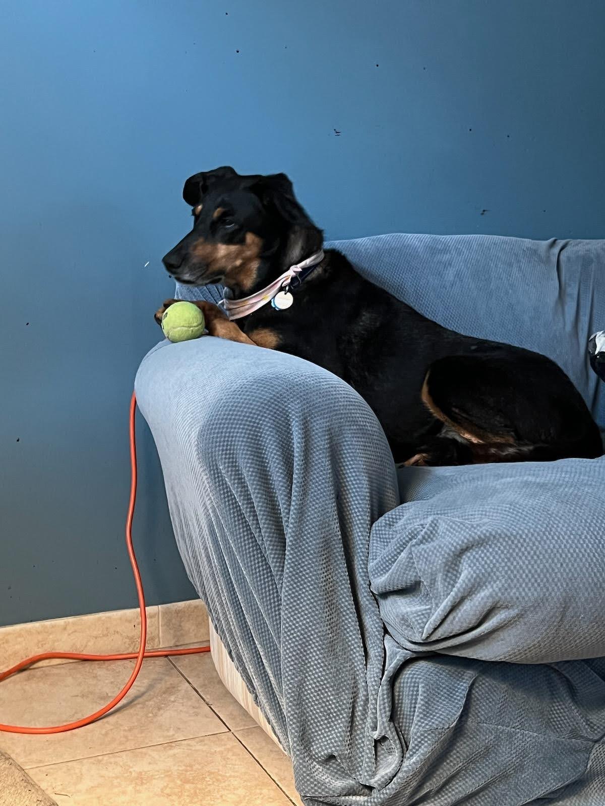 Dog for Adoption - Chloe, a Doberman Pinscher in Monroe North, WA ...