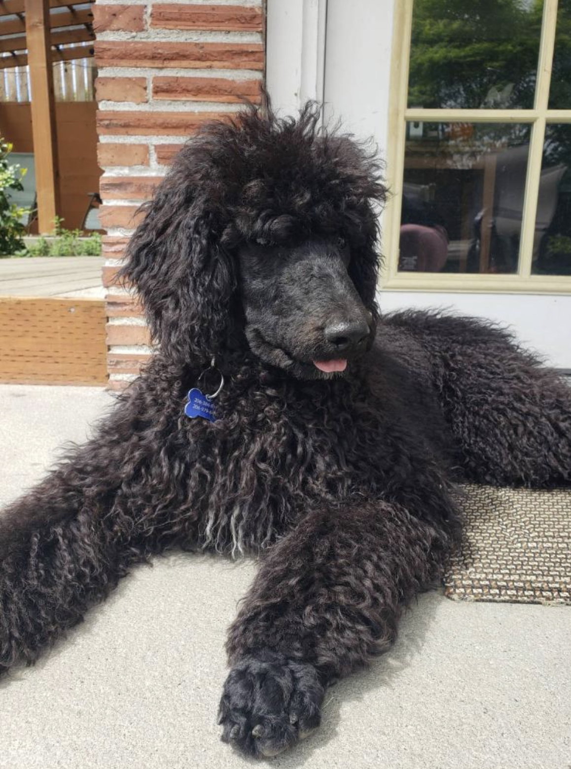 Dog for Adoption - Cherie, a Poodle (Standard) in Boulevard Park, WA ...