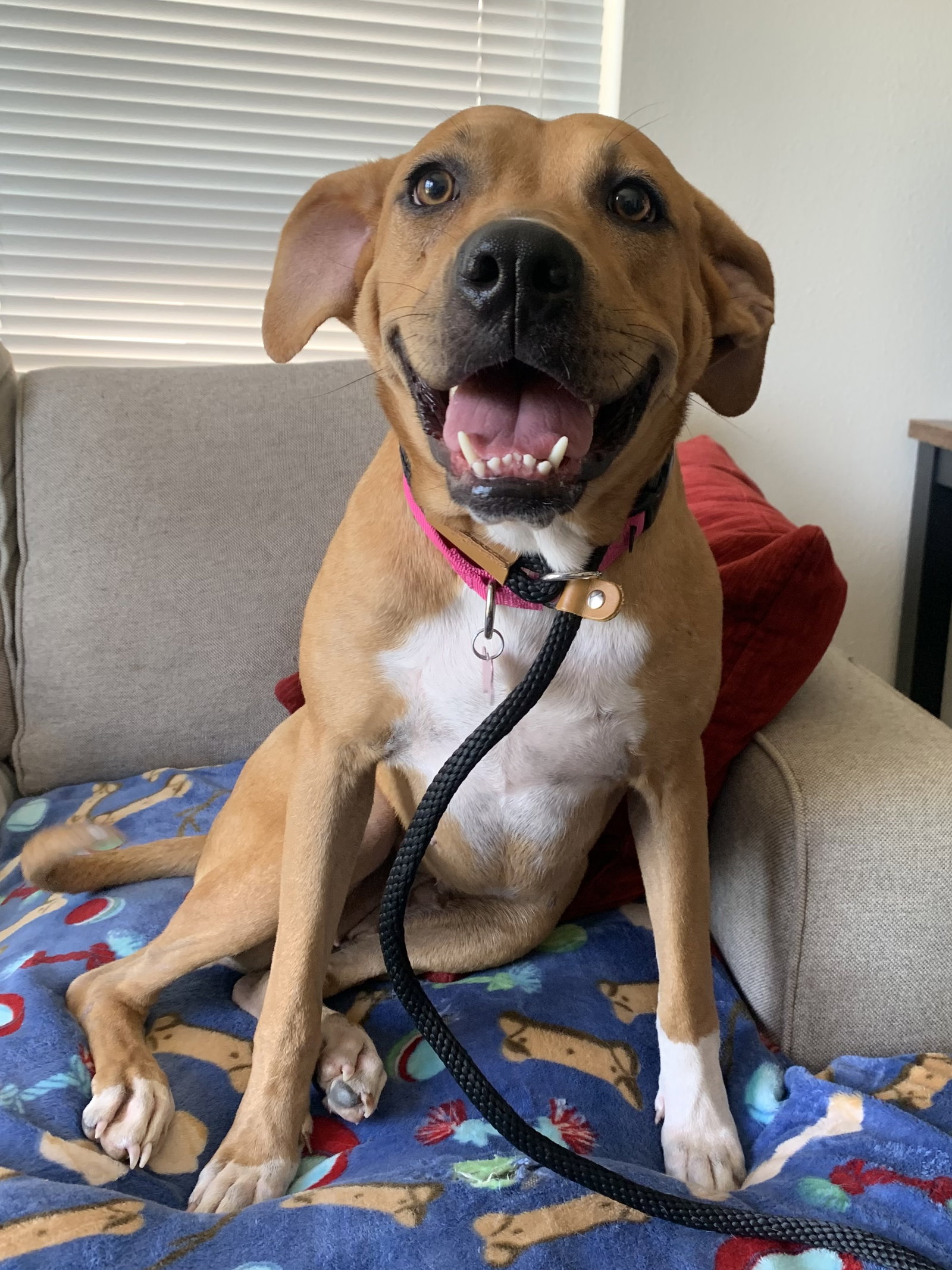 Dog for Adoption - Posey, a Labrador Retriever in Port Orchard, WA ...